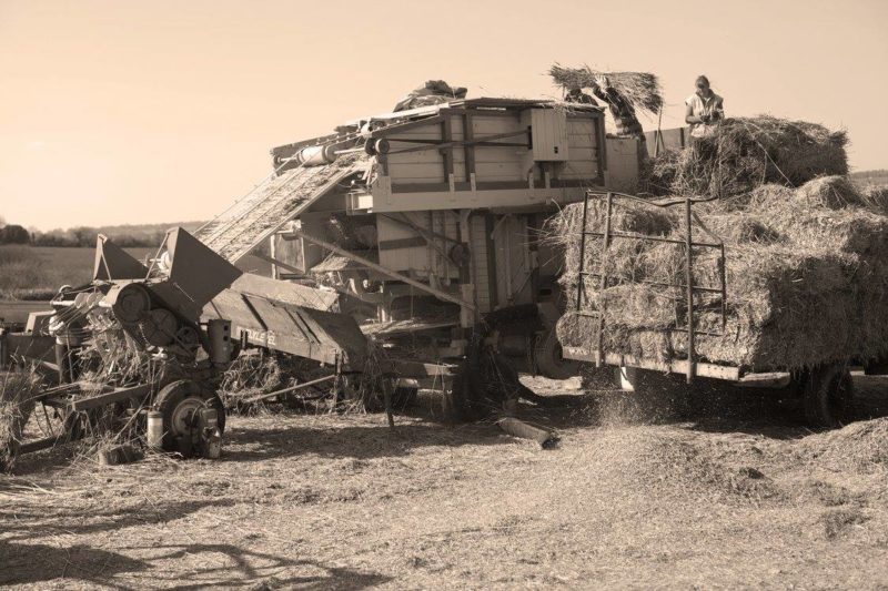 Reed Sales - Supplier of Combed Wheat Reed & Water Reed across UK.